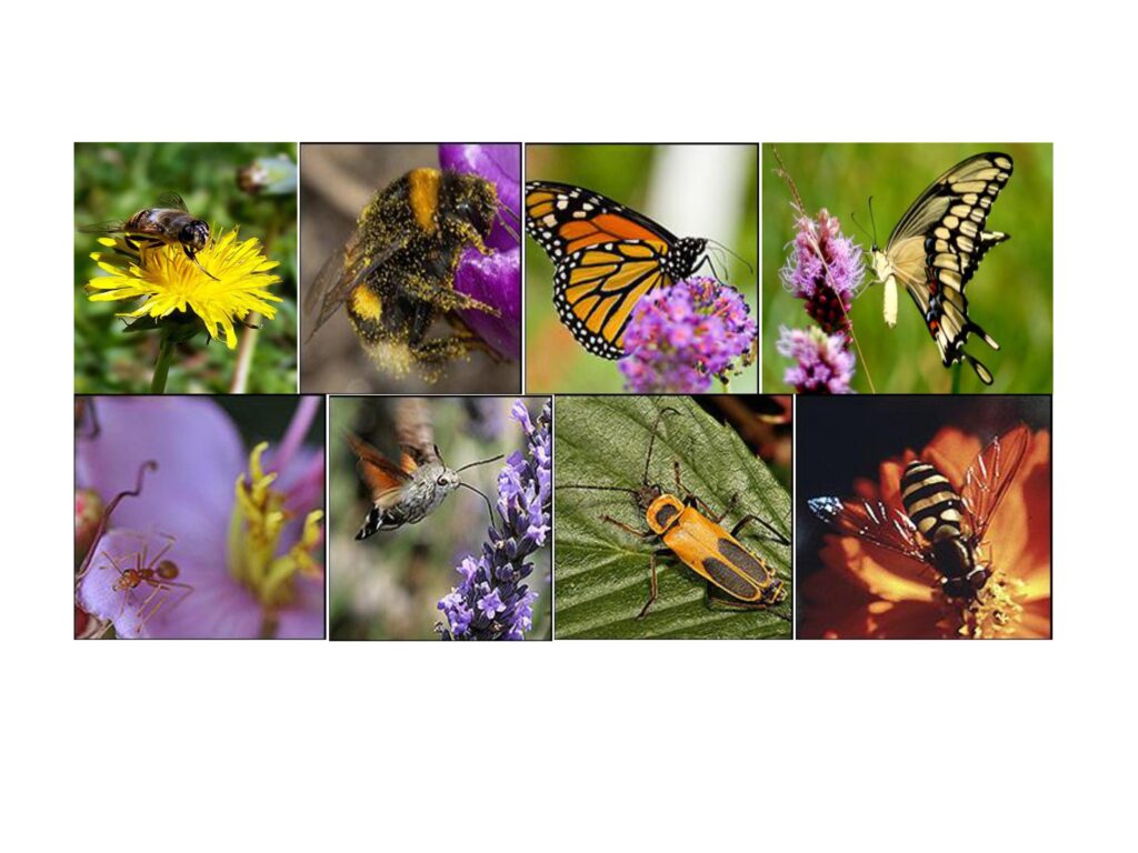 Attracting Pollinators to Your Garden - Master Gardeners of Greater ...