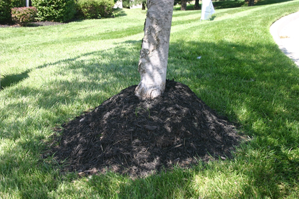 8 Keys to Keep Your Trees Alive - Master Gardeners of Greater Kansas City