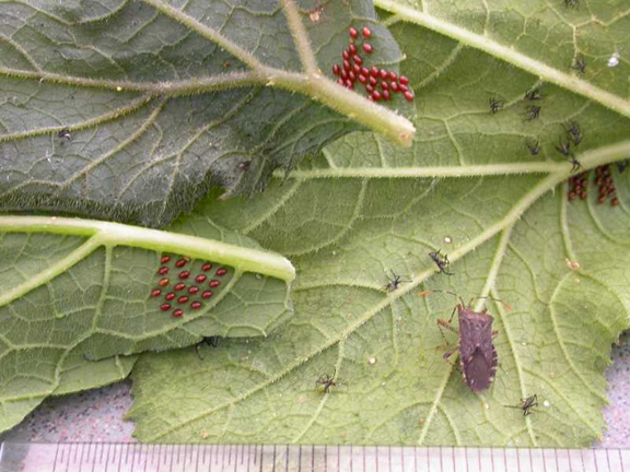 Pesky Pests - Ants to Whitefly - Master Gardeners of Greater Kansas City