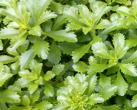 Ground Covers for Missouri - Master Gardeners of Greater Kansas City